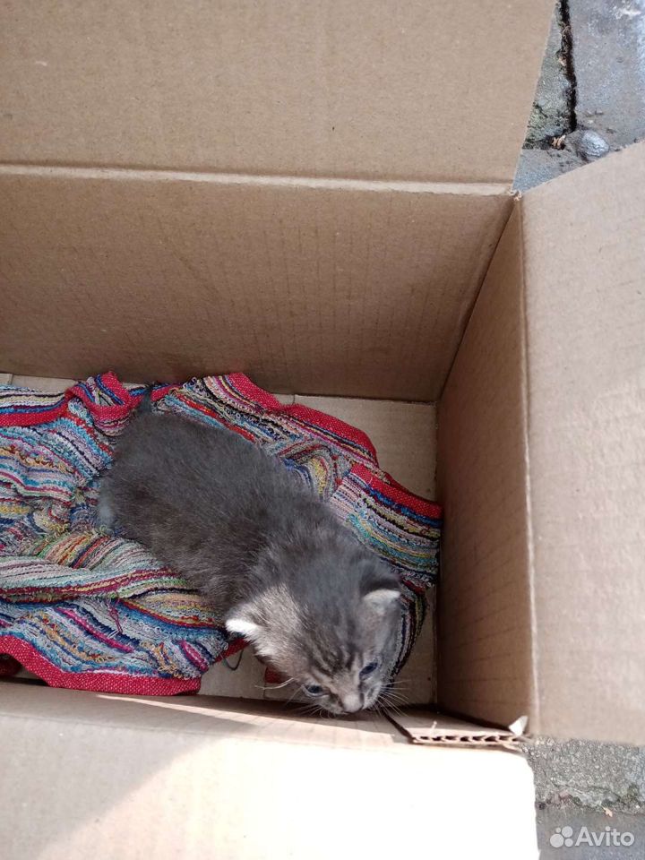 Котенок девочка