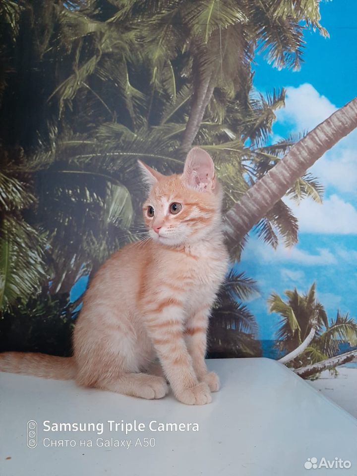 Котенок