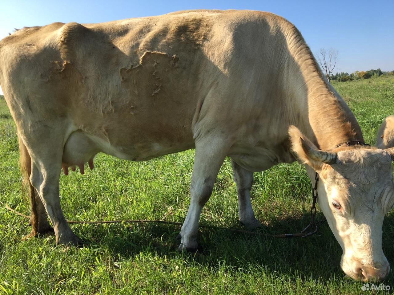 Корова сименталка