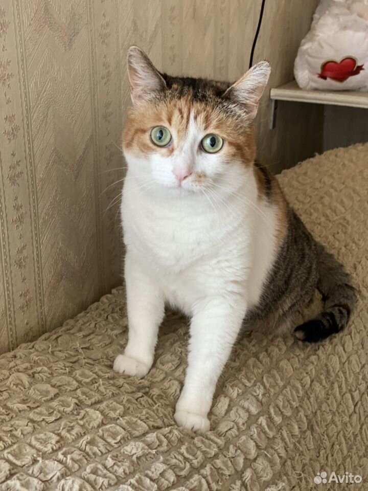 Котят выселяют Корица Котёнок в дар