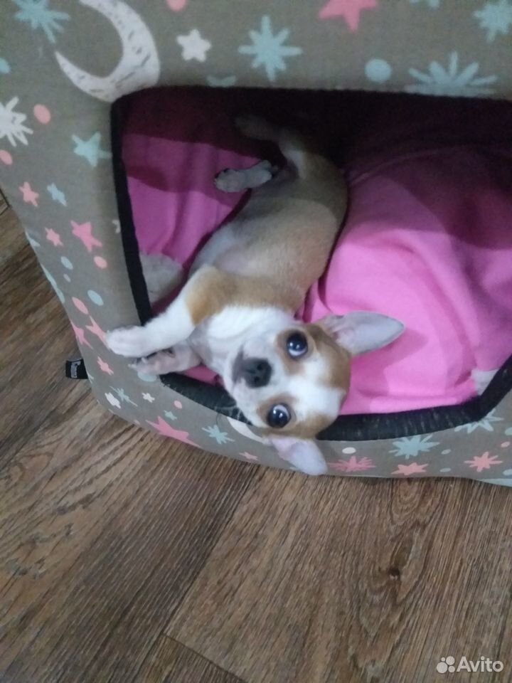 Продаю чихуахуа