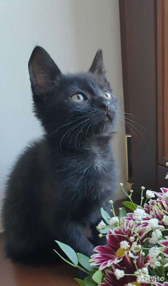 Черная Лилия