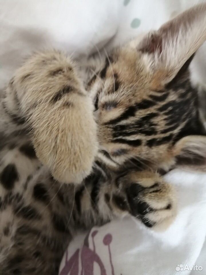 Бенгальская