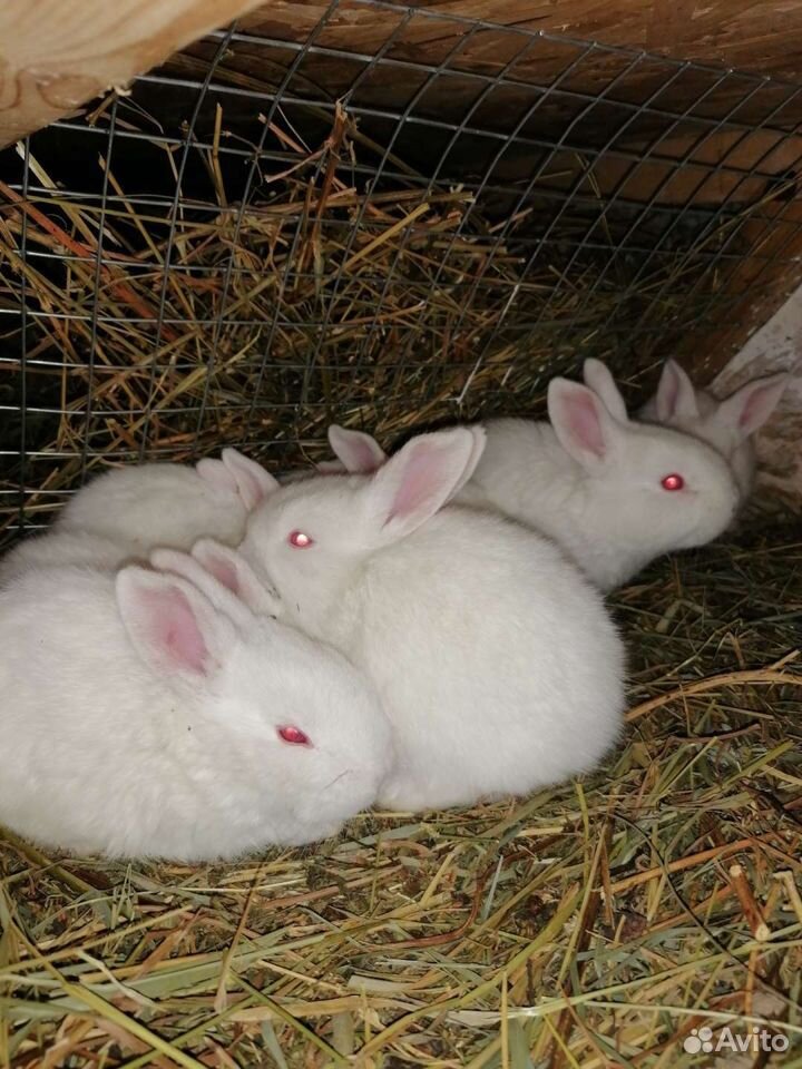 Крольчата белый паннон