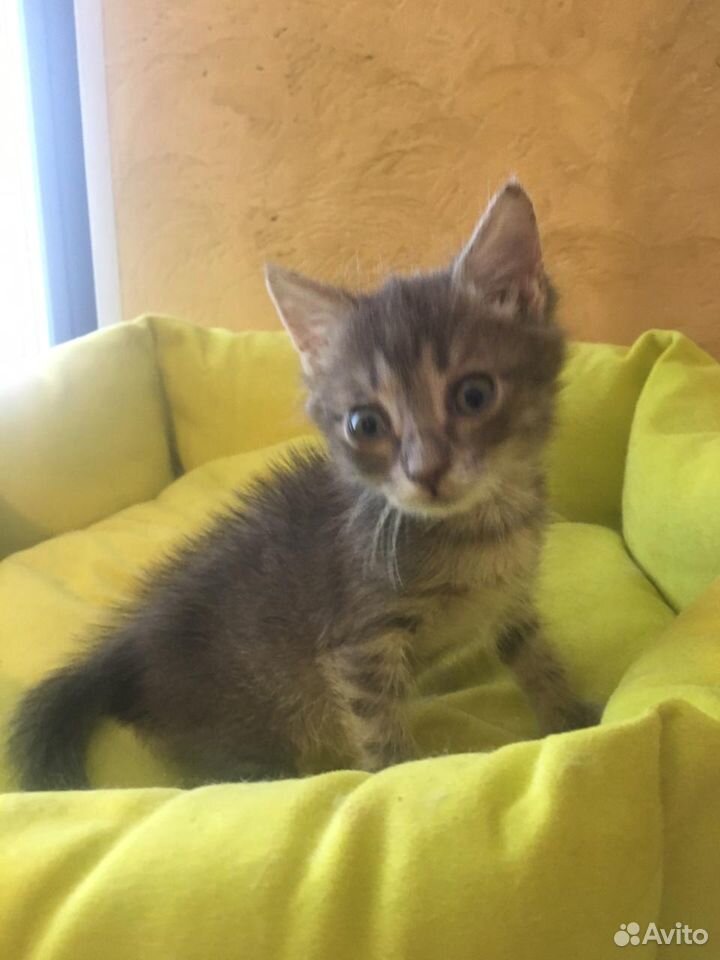 Котенок девочка Крошка
