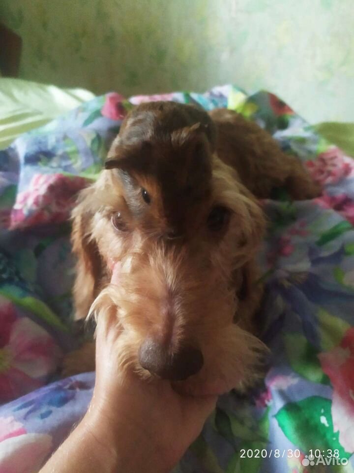 Морской поросенок Крош