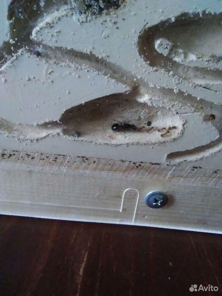 Муравьи + самодельная ферма