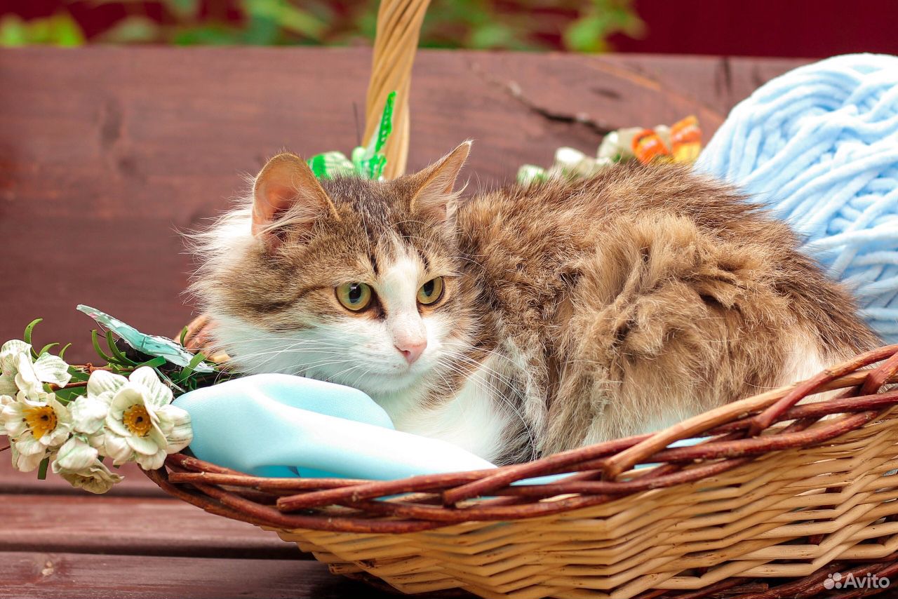 Домашняя кошечка в поисках семьи