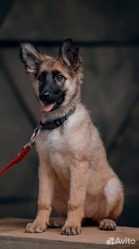 Бельгийская овчарка