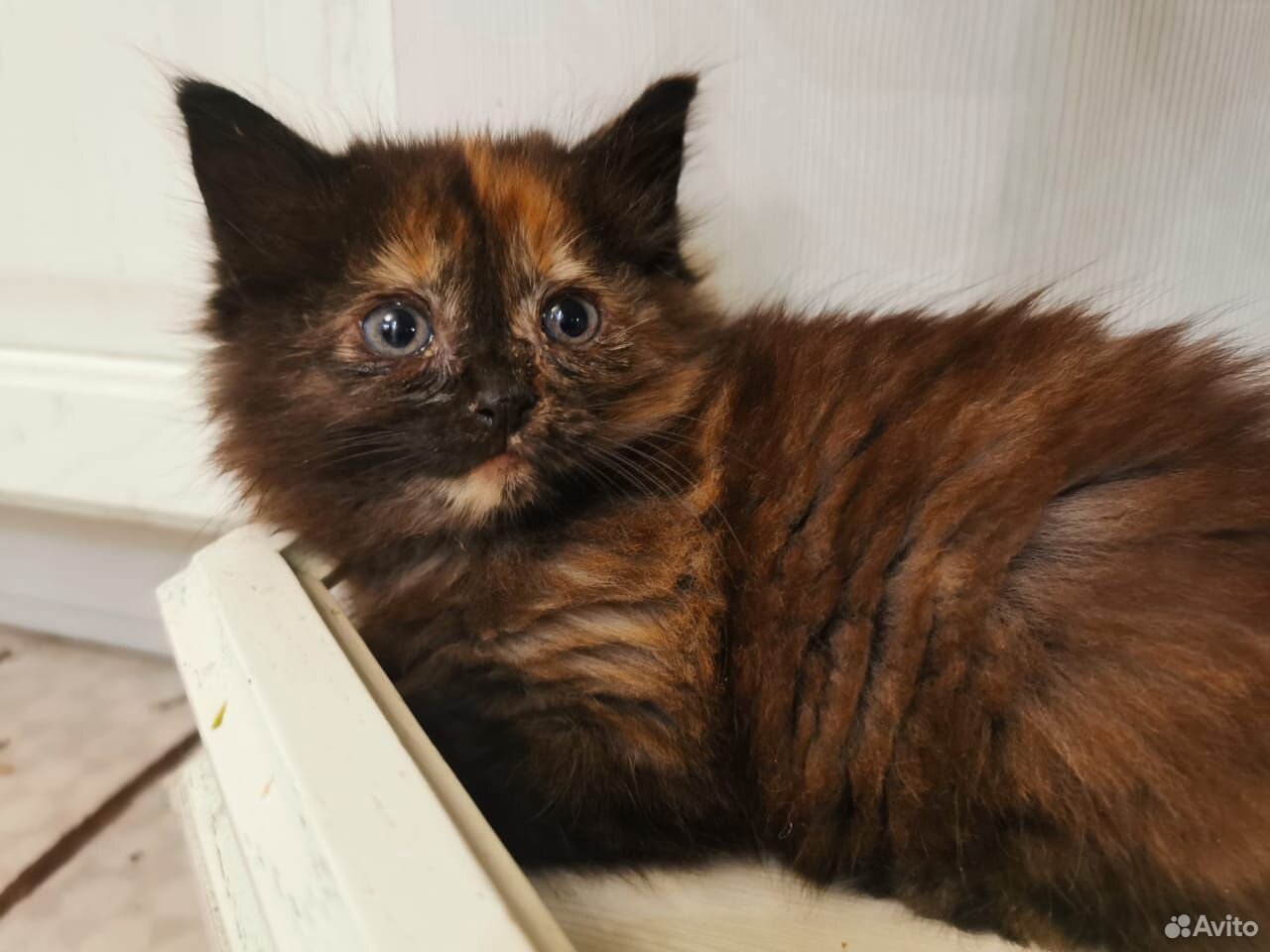 Кошка черепаховая котенок
