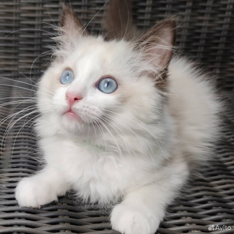 Рэгдолл мальчик Эльф, 3 месяца