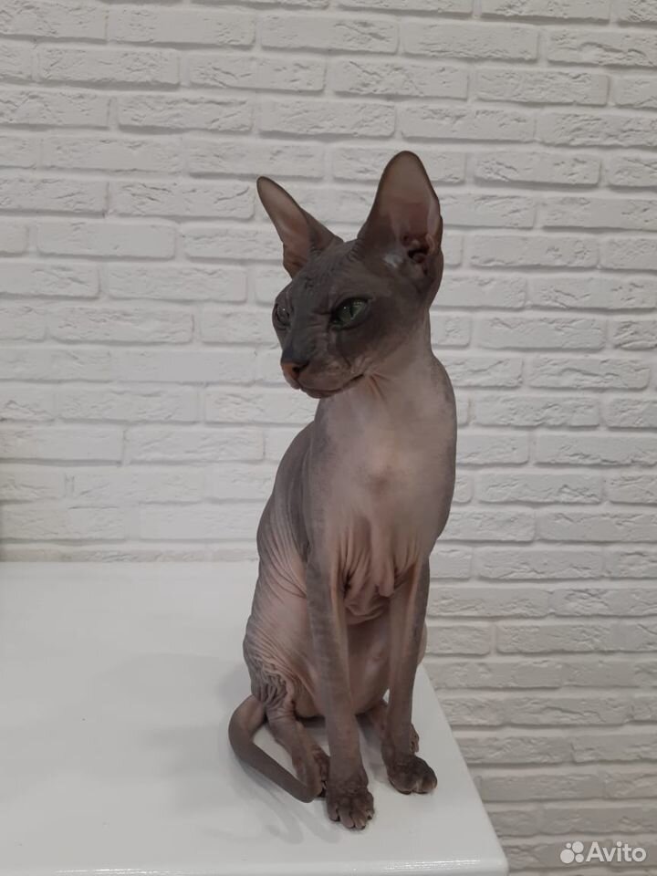 Донской сфинкс девочка 2 года