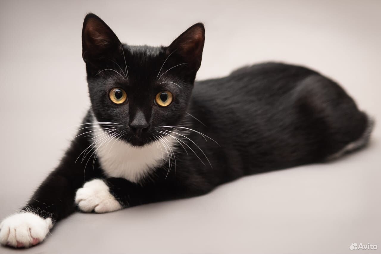 Мишель котенок в добрые руки