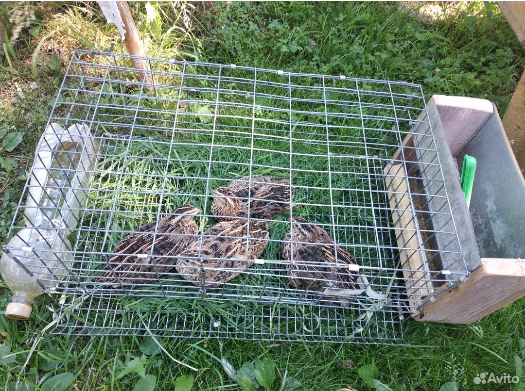 Клетка для перепелов и 4 перепелочки