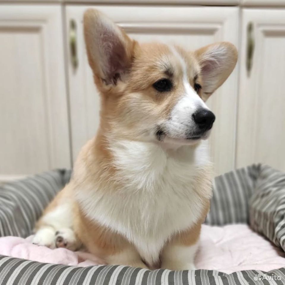 Вельш-корги пемброк