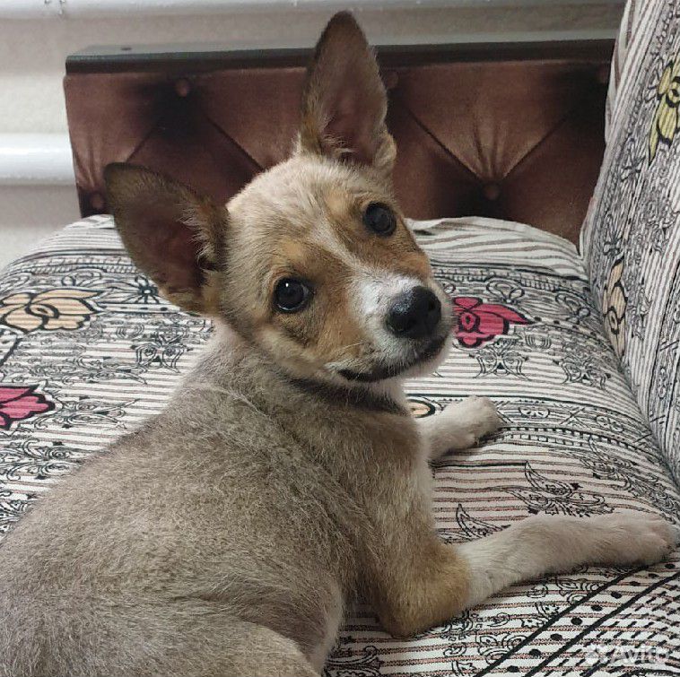 Монтана. Собака-улыбака (2,5 мес)