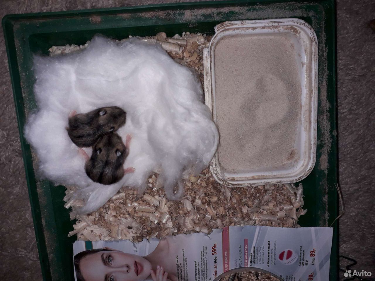 Хомячки джунгарики