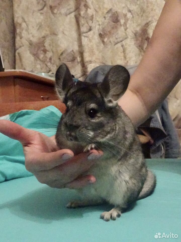 Шиншилла 4 месяца мальчик