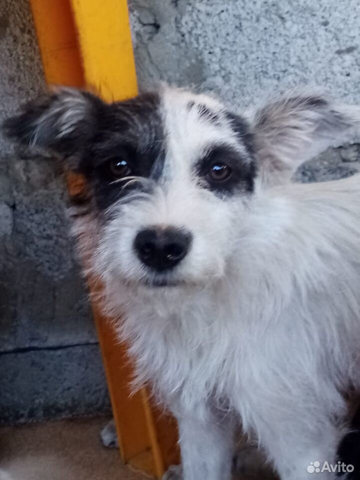 Ищет дом мелкая собачка Берта