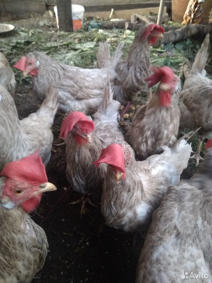 Куры несушки