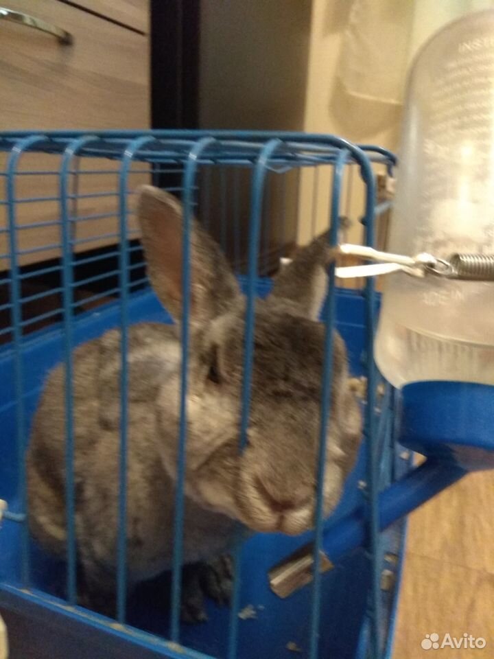 Отдам взрослого кролика