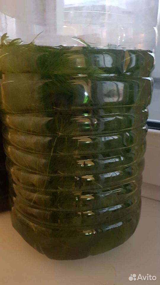 Водоросли роголистник