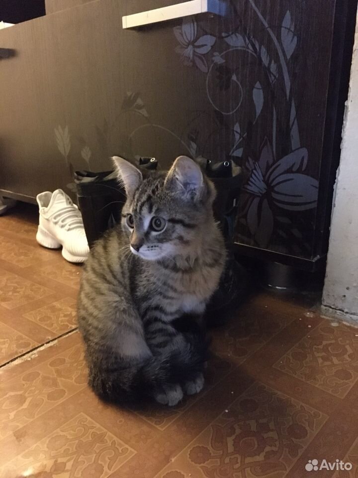 Котёнок