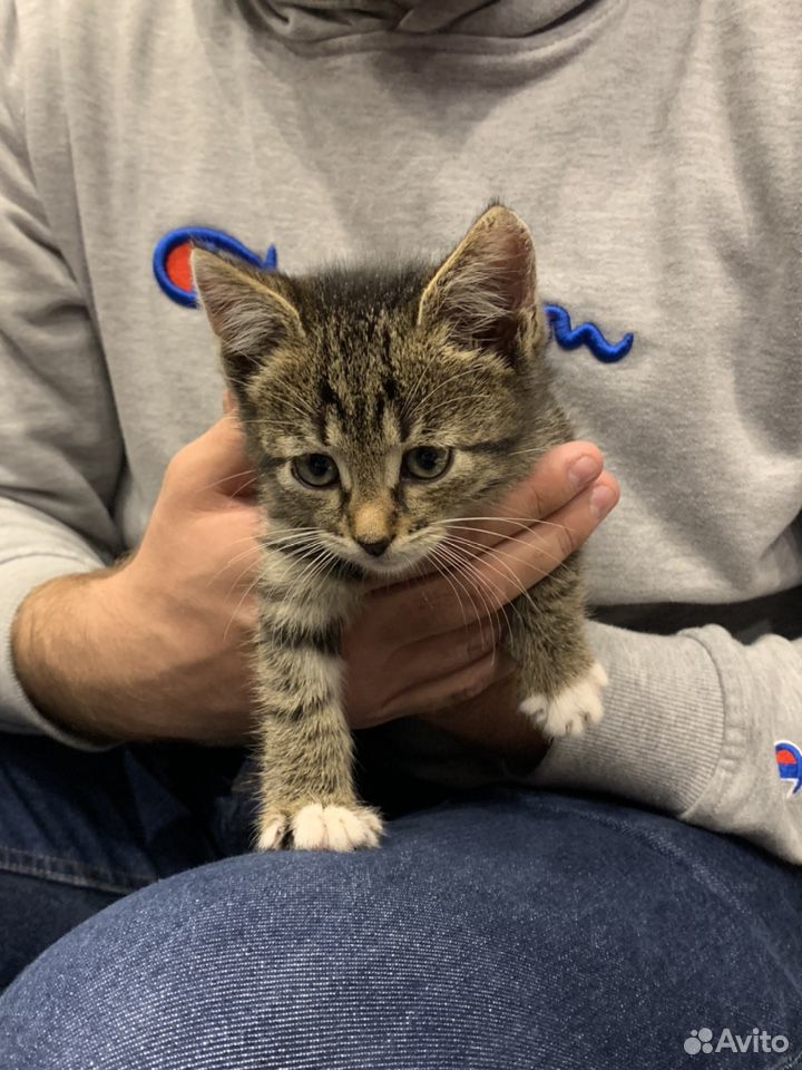 Отдам котенка в добрые руки