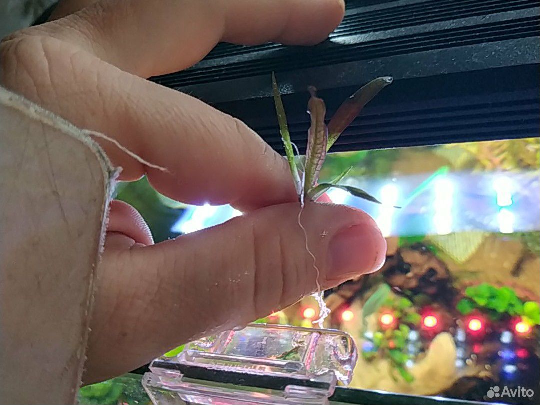 Эхинодорус Флоренс