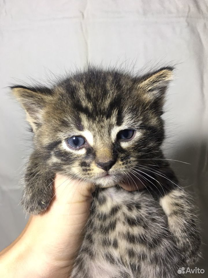 Котенок британской кошки