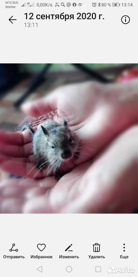 Дегу бельчата