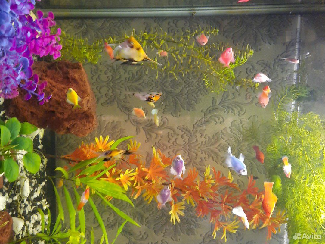 Рыбка тернеция гло