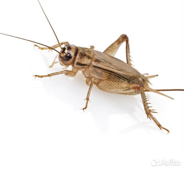 Сверчок домовой