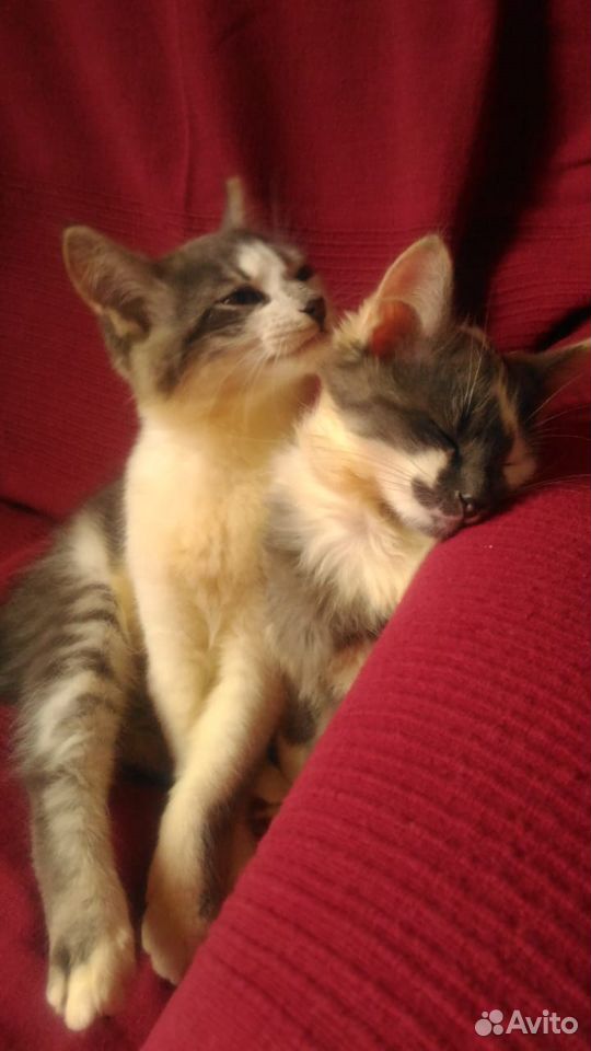 Пушистики в дар