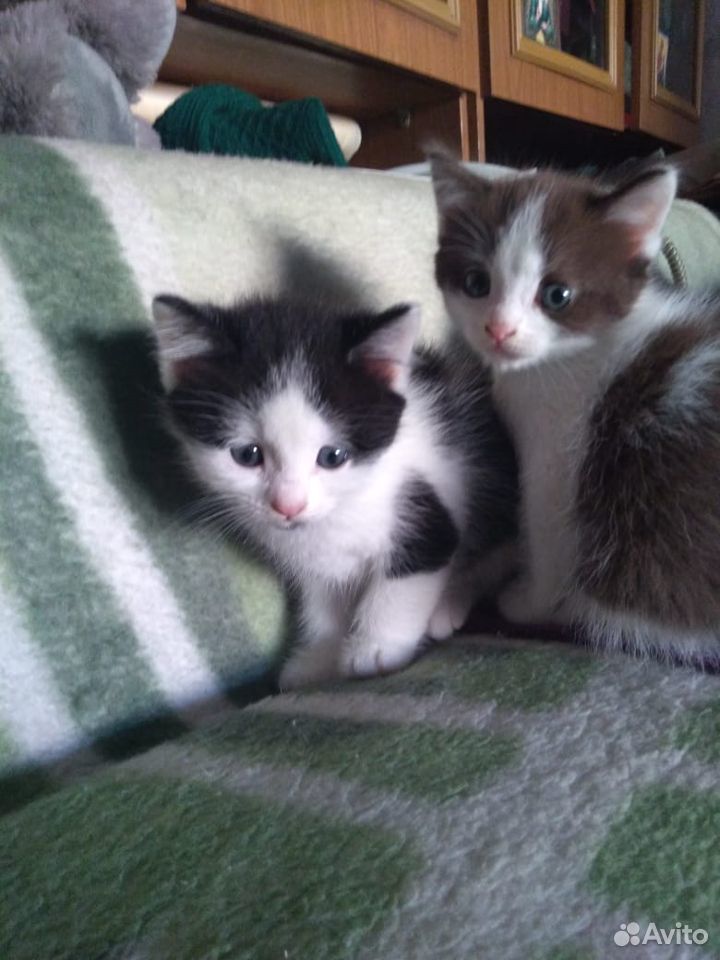 Веселые котятки ищут семью