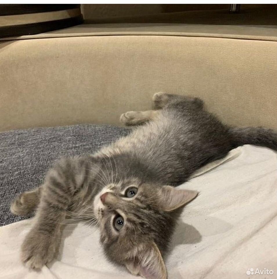 Серебристый котёнок