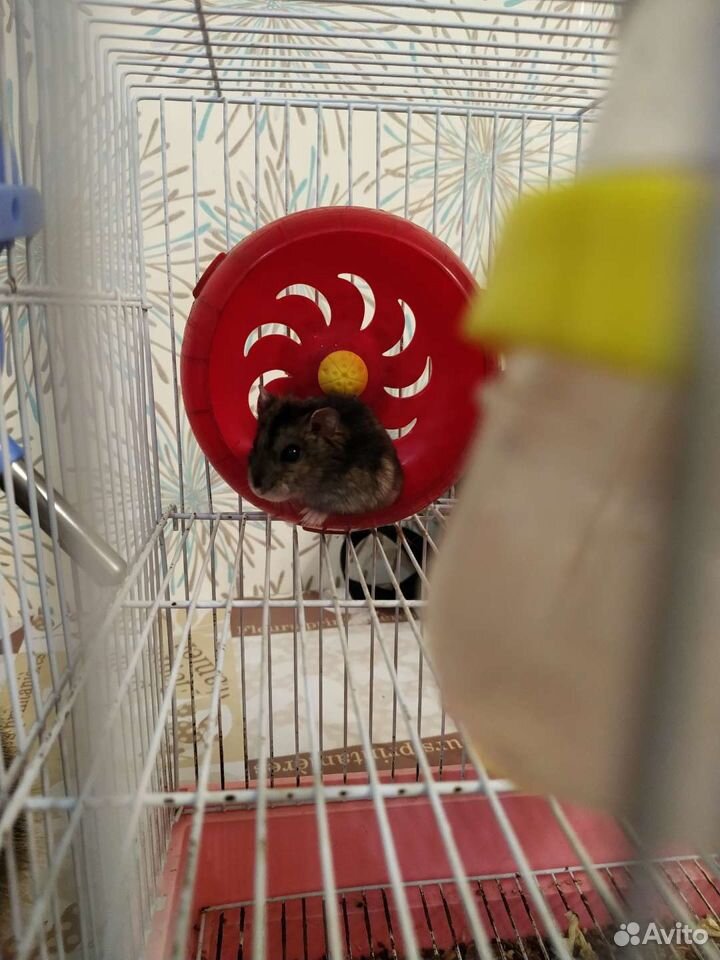 Джунгарский хомяк