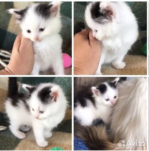 Котёнок девочка ищет дом