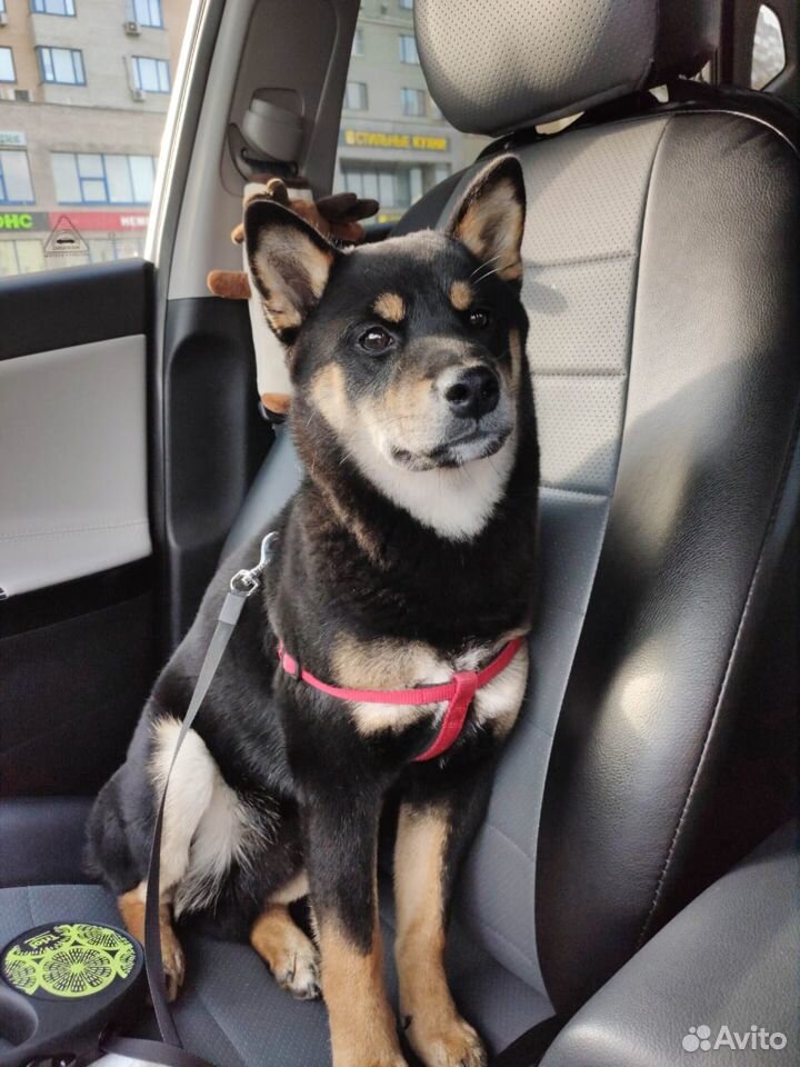 Кобель сиба 4 месяца