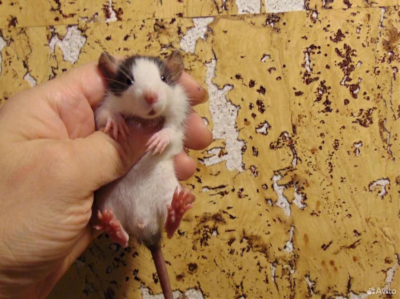 Крысы, крысята - дамбо. стандарт мальчики, клетки