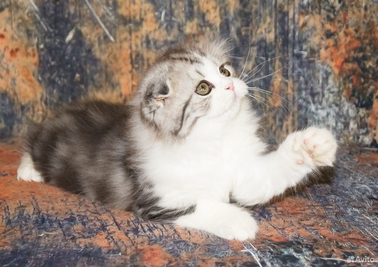 Шотландская мраморная кошечка Звездочка