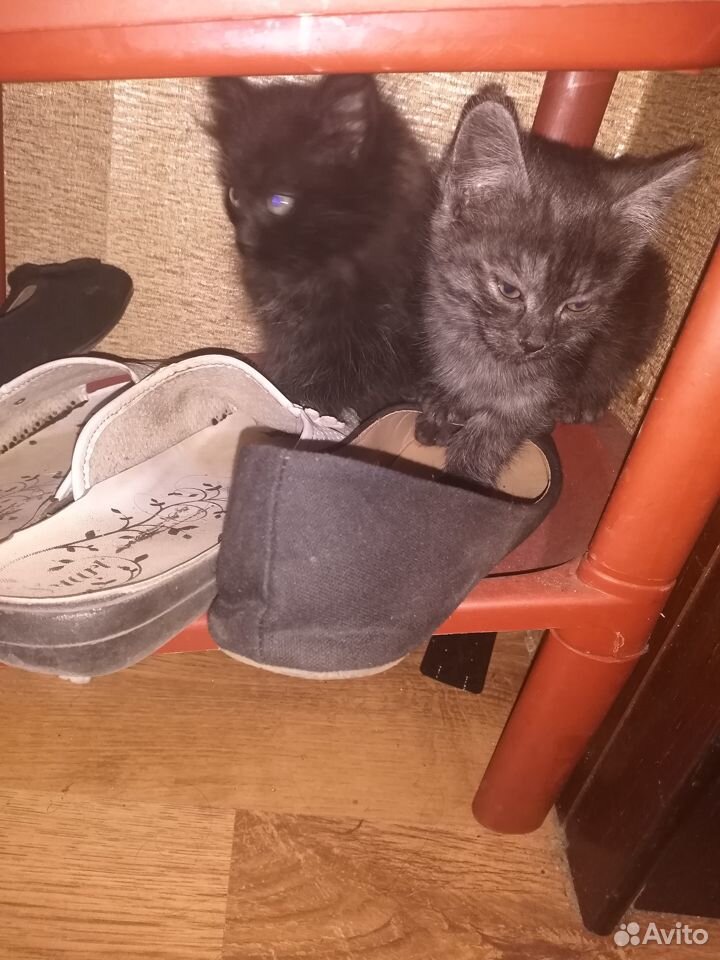 2 котёнка, ласковых и разных