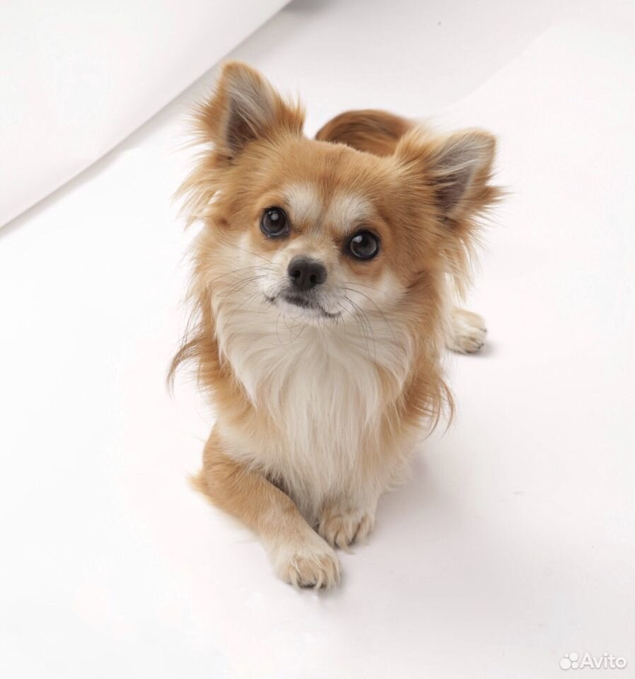 Чихуахуа вязка, кобель, жених