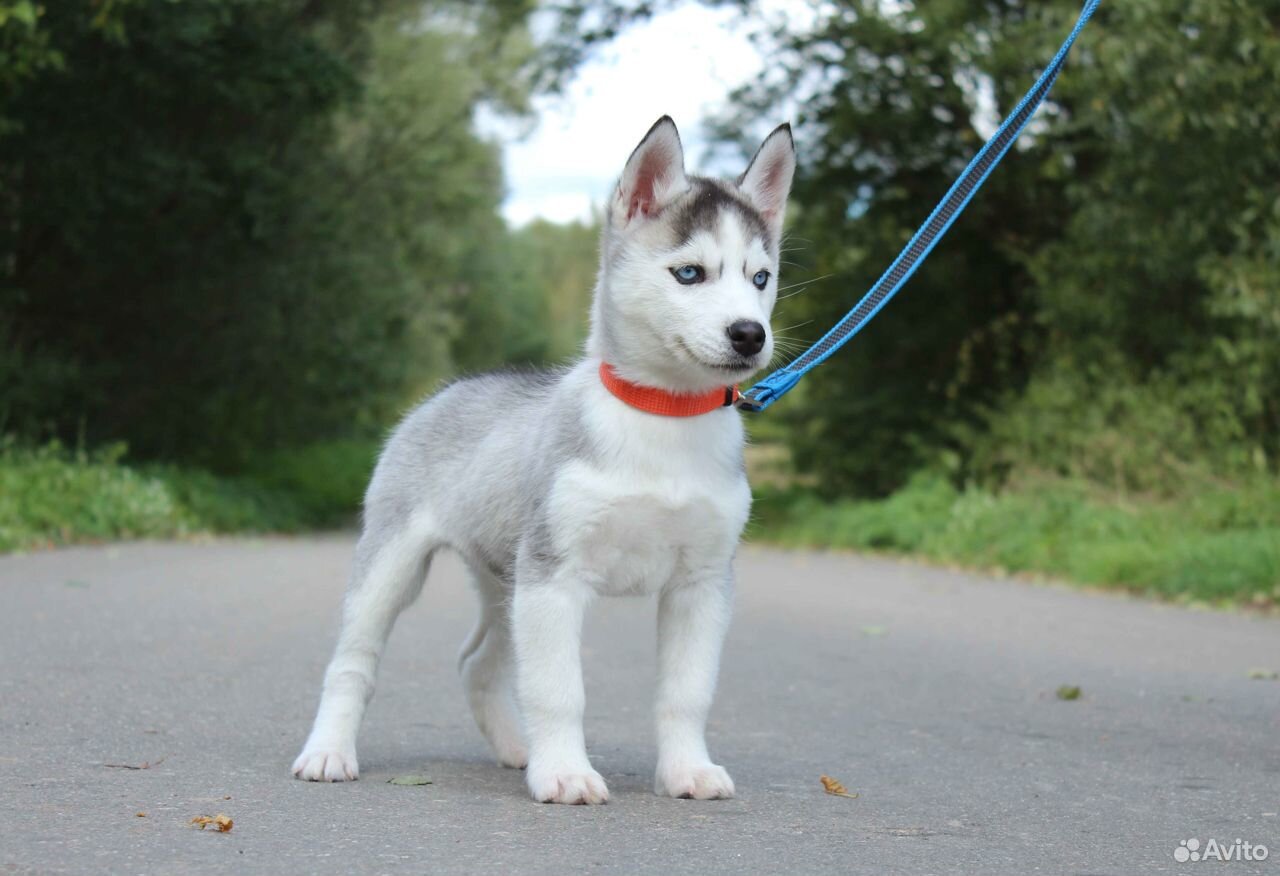 Черно-белый голубоглазый мальчик хаски