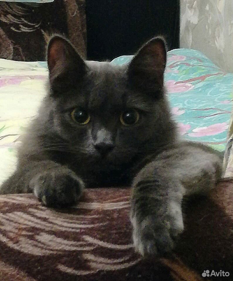 Кот русская голубая 1 год