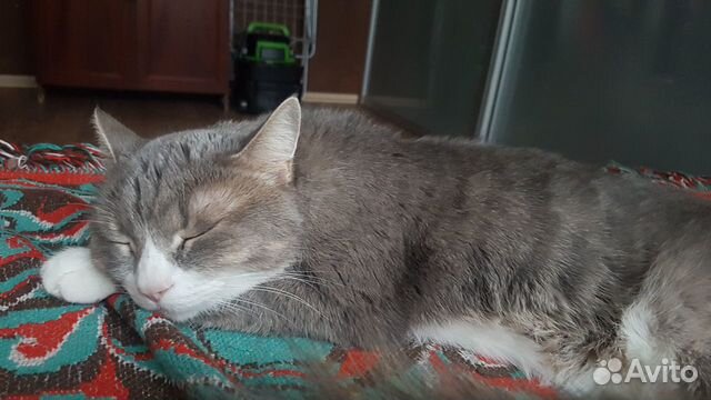 В добрые руки