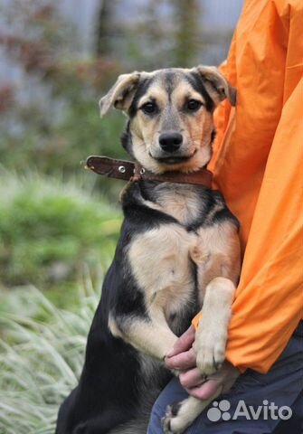 Мини овчаренок для активных людей