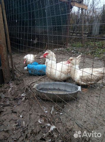 Индоутки белые