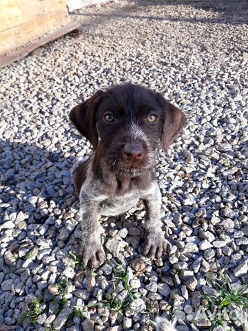 Щенки дратхаара