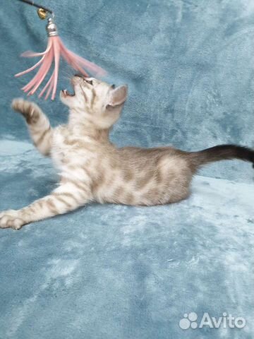 Бенгальские котята (золото, серебро, снег)